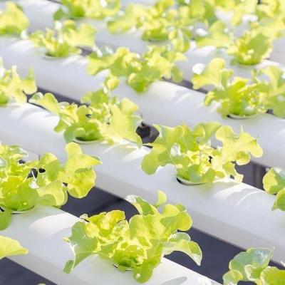 Cina Serra idroponica a pellicola Po/PE per verdure a doppio strato in vendita