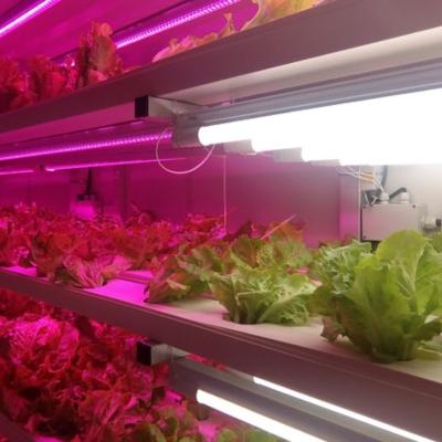 China O cultivo de morangos em contêineres simplificado com estufas agrícolas multi-span à venda