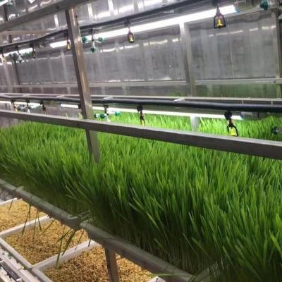 中国 温室用水培養用飼料と野菜 果物 花 JX容器 販売のため