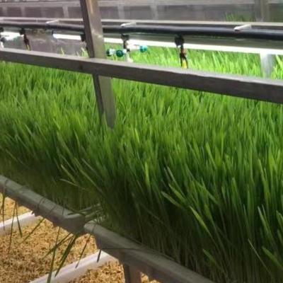 中国 温室用水培養用飼料と野菜 果物 花 JX容器 販売のため