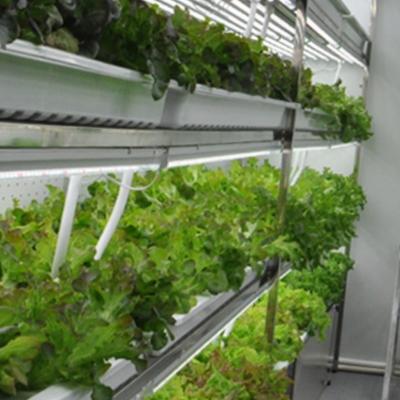 中国 温室用水培養用飼料と野菜 果物 花 JX容器 販売のため