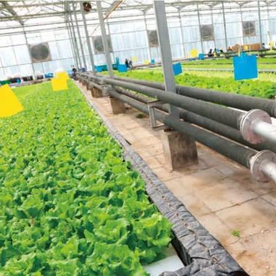 Cina Serra per pellicole commerciali con coltivazione idroponica in vendita