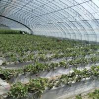 China Customizable Vegetable Film Hydroponics Greenhouse System for Multi-Span Efficiency for sale