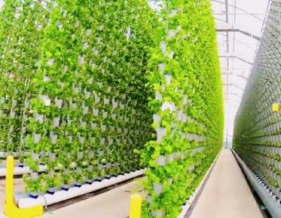 中国 鉄鋼構造 水育容器 温室 建材用 ジュキヤン 40hq 販売のため