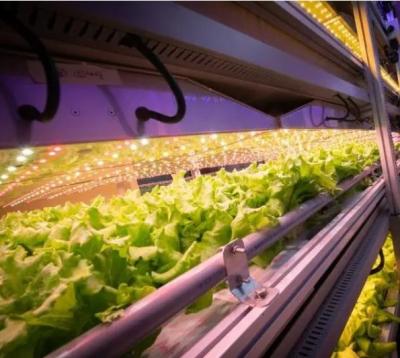 Cina Casa contenitore per la coltivazione di verdure a foglia doppio strato e in forma di tetto prestazioni in vendita