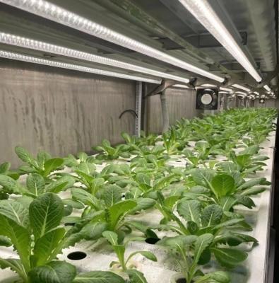 中国 水耕栽培方法 40hq 葉野菜温室のためのリファー容器 販売のため