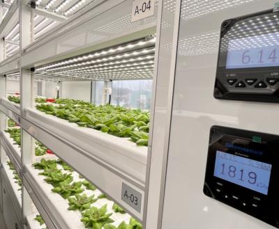 中国 水耕栽培方法 40hq 葉野菜温室のためのリファー容器 販売のため