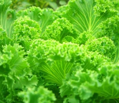 中国 水耕栽培方法 40hq 葉野菜温室のためのリファー容器 販売のため