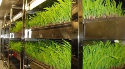 China Estufas para vegetais de folhas 40hq Ambiente de crescimento ideal à venda