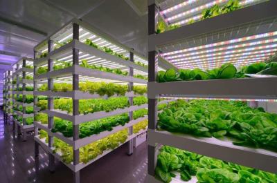 Cina Controllo intelligente della temperatura Juxiang Container per verdure a foglia Metodo di riscaldamento della casa in vendita