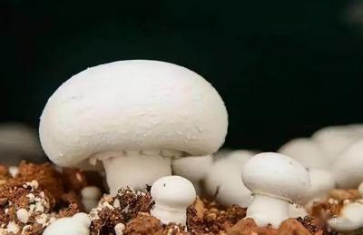 China Jardim de contêineres de frutas e vegetais com telhado em forma e opção de personalização à venda