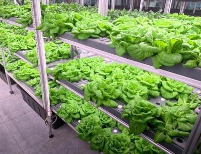 China Jardim de contêineres de frutas e vegetais com telhado em forma e opção de personalização à venda