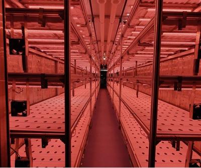Cina Contenitore portatile per la spedizione di verdure a foglia in acciaio per materiali da costruzione in vendita