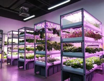 Cina Contenitore portatile per la spedizione di verdure a foglia in acciaio per materiali da costruzione in vendita