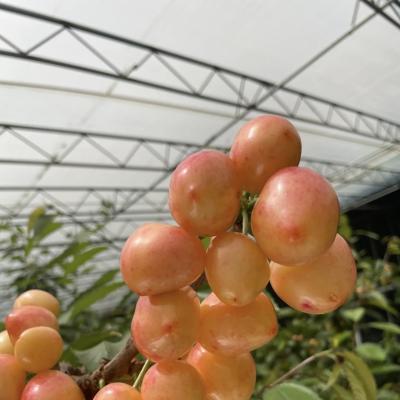 Plastic Sheet Flower Sunlight Greenhouse Drip Irrigation for Consistent Irrigation