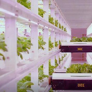 中国 多スパンコンテナ温室 JX-CG-12 あなたの予算内にある葉野菜のために 販売のため