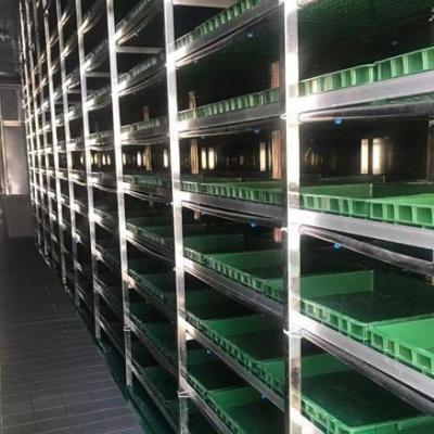 中国 多スパンコンテナ温室 JX-CG-12 あなたの予算内にある葉野菜のために 販売のため