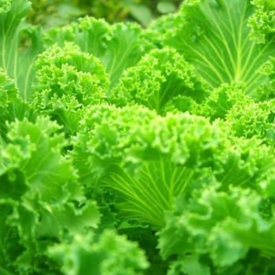 中国 多スパンコンテナ温室 JX-CG-12 あなたの予算内にある葉野菜のために 販売のため