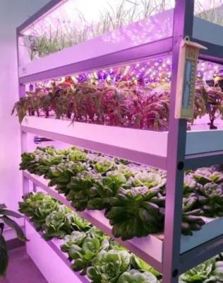 Cina Juxiang 40hq Reefer Container Greenhouse Costo di spedizione e tempo di consegna stimato in vendita