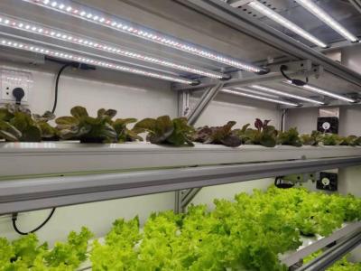 Cina Juxiang 40hq Reefer Container Greenhouse Costo di spedizione e tempo di consegna stimato in vendita