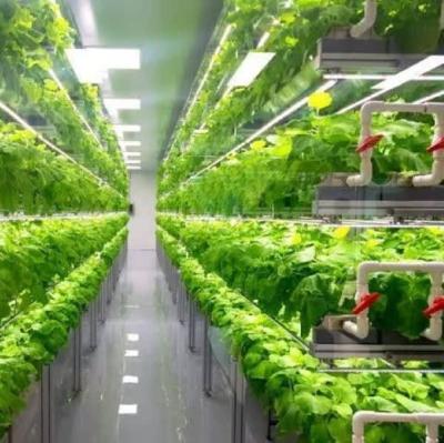 Cina Dipartimento Spedizioni Container Serra Soluzione di illuminazione a LED per la coltivazione di ortaggi in vendita