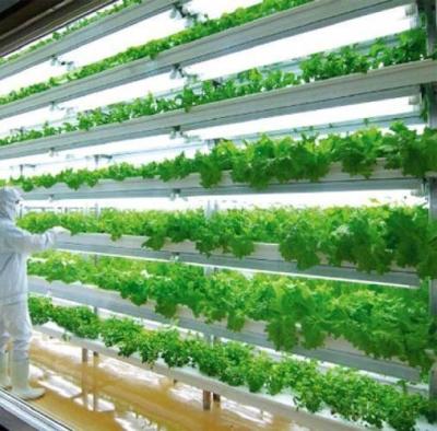 Cina Dipartimento Spedizioni Container Serra Soluzione di illuminazione a LED per la coltivazione di ortaggi in vendita