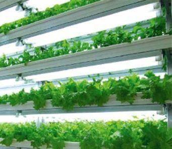 Cina Sistema di contenitori per l'agricoltura idroponica verticale in serra in contenitore 40ft 40HQ Reefer in vendita