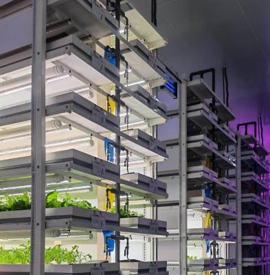 Cina Sistema di contenitori per l'agricoltura idroponica verticale in serra in contenitore 40ft 40HQ Reefer in vendita