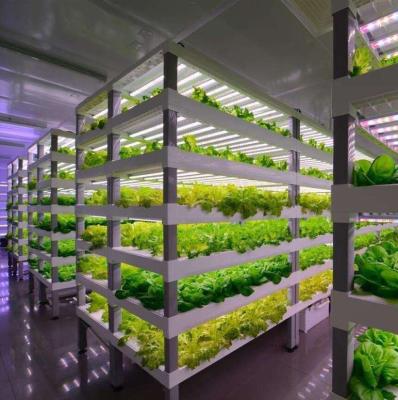 Cina Materiale di copertura in acciaio Sistema di contenitori per agricoltura verticale idroponica per tetti a forma in vendita