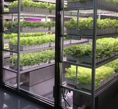 Cina Materiale di copertura in acciaio Sistema di contenitori per agricoltura verticale idroponica per tetti a forma in vendita