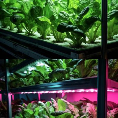 Cina Dipartimento di controllo della temperatura intelligente Contenitore di spedizione Serra per verdure a foglia in vendita