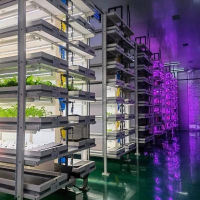 China Departamento de controlo de temperatura inteligente Container de transporte Estufas para vegetais de folhas à venda
