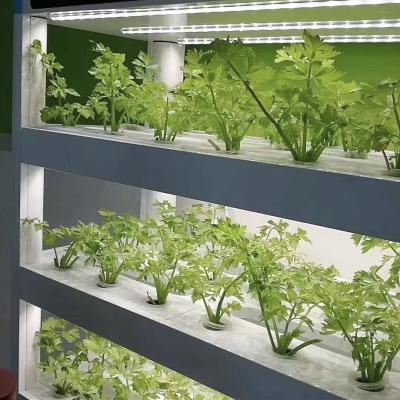 China Departamento de controlo de temperatura inteligente Container de transporte Estufas para vegetais de folhas à venda