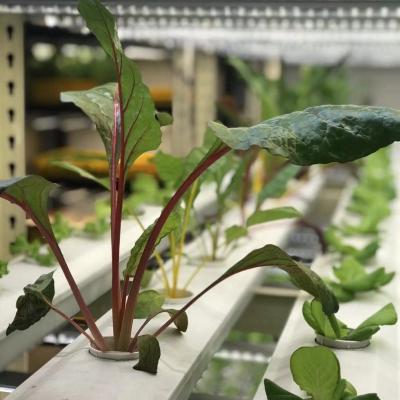 China Departamento de controlo de temperatura inteligente Container de transporte Estufas para vegetais de folhas à venda