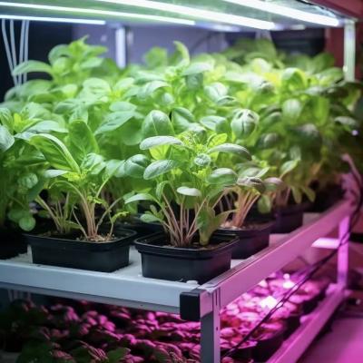 中国 大型 リーファー 容器 水産 葉 野菜 栽培 の 完璧な 解決策 販売のため