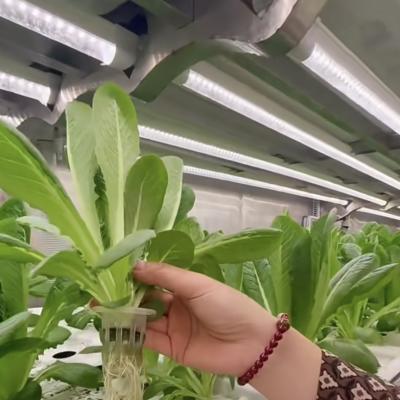 中国 水耕栽培方法 リーファー コンテナ 素材付きの野菜温室 販売のため