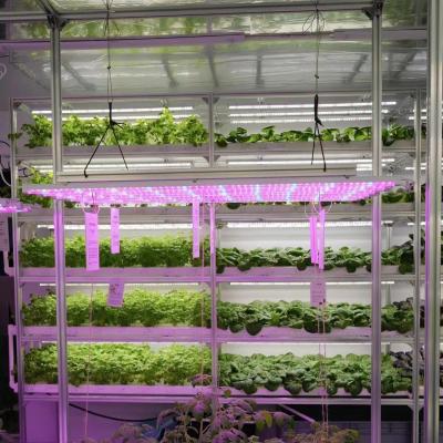 Cina Piastra di copertura per contenitori di serra di grandi dimensioni per verdure a foglia in vendita