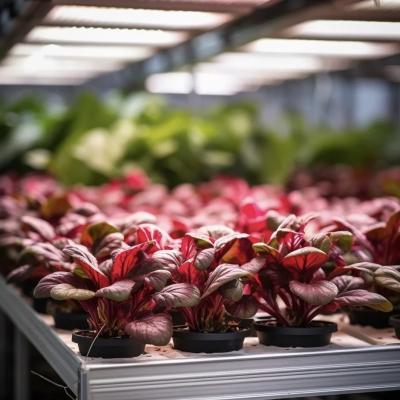 Cina Piastra di copertura per contenitori di serra di grandi dimensioni per verdure a foglia in vendita