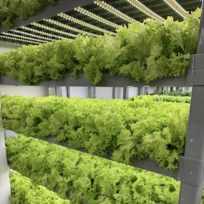 Cina 18000.000kg Pacchetto Peso lordo Contenitore per la coltivazione di verdure a foglia verde Serra in vendita