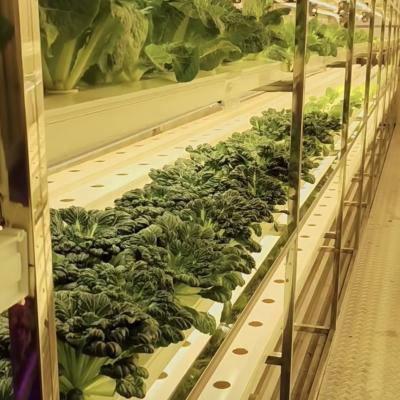 Cina 18000.000kg Pacchetto Peso lordo Contenitore per la coltivazione di verdure a foglia verde Serra in vendita