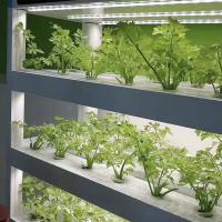 China Steel Cover Material Loading Container Greenhouse for Vegetables Customized Customization for sale