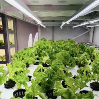 China Steel Cover Material Loading Container Greenhouse for Vegetables Customized Customization for sale
