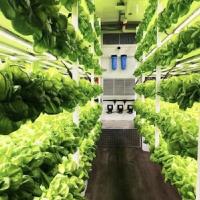 China Greenhouse Container Roofing Sheet for Leaf Vegetable Customization at Your Fingertips for sale