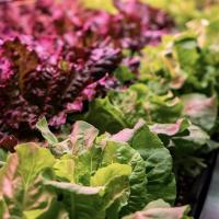 China Greenhouse Container Roofing Sheet for Leaf Vegetable Customization at Your Fingertips for sale