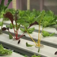 China Greenhouse Container Roofing Sheet for Leaf Vegetable Customization at Your Fingertips for sale