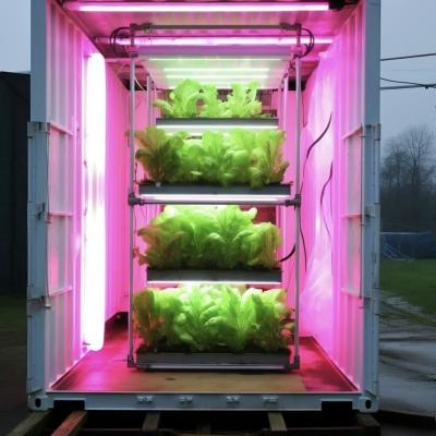 China Steel Structure Leafy Vegetable Container Greenhouse Roofing for Customer Requirements for sale