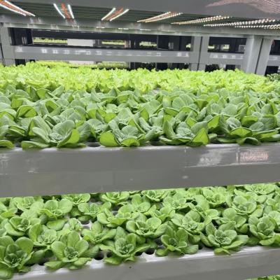 China Steel Structure Leafy Vegetable Container Greenhouse Roofing for Customer Requirements for sale