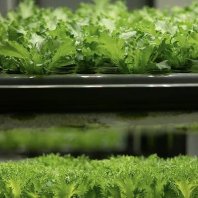 China Steel Structure Leafy Vegetable Container Greenhouse Roofing for Customer Requirements for sale