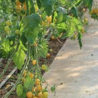 Quality Humidity Controlled Sunlight Greenhouse for Large Tomato Cucumber Cultivation in for sale
