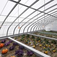 Quality Full Payment Juxiang prime s Illuminate Sunlight Greenhouse for Tomato Film for sale